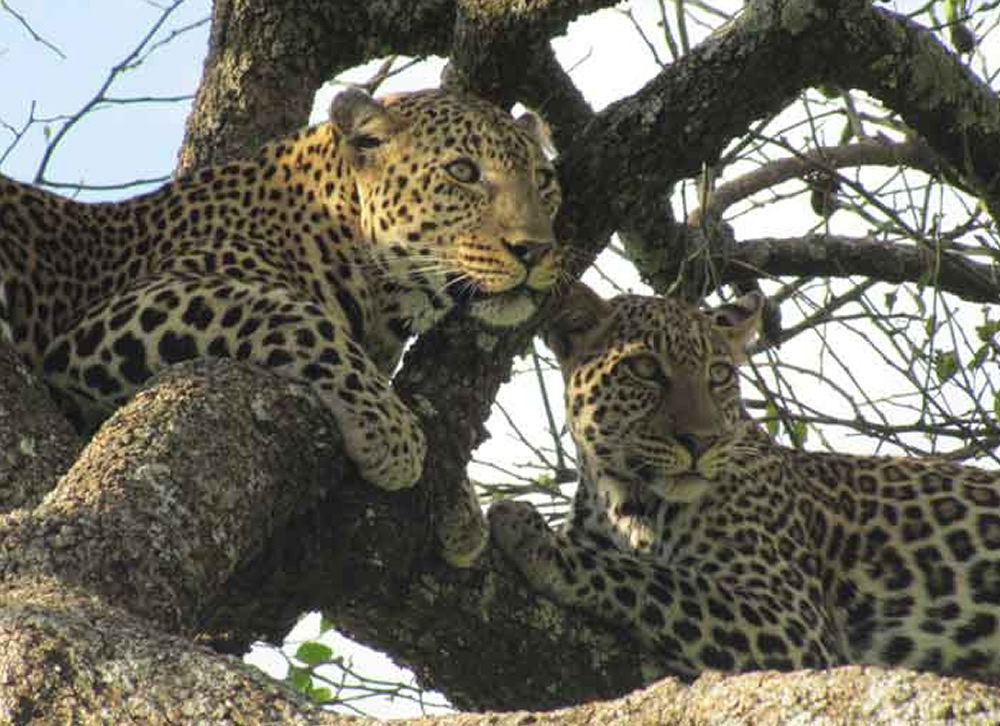 16 Days Kenya Tanzania and Rwanda Safari